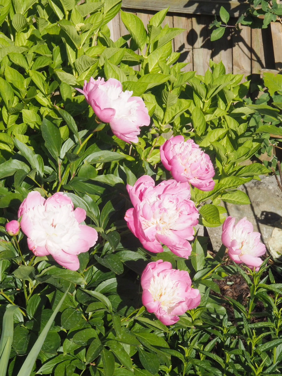 Garden (& #WisteriaHysteria) Update* – The Home That Made Me