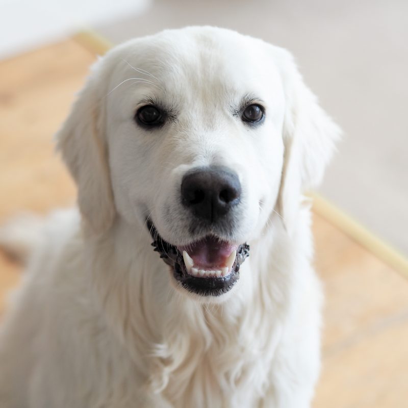 10 Tips For Keeping Your Home Clean With Pets* – The Home That Made Me