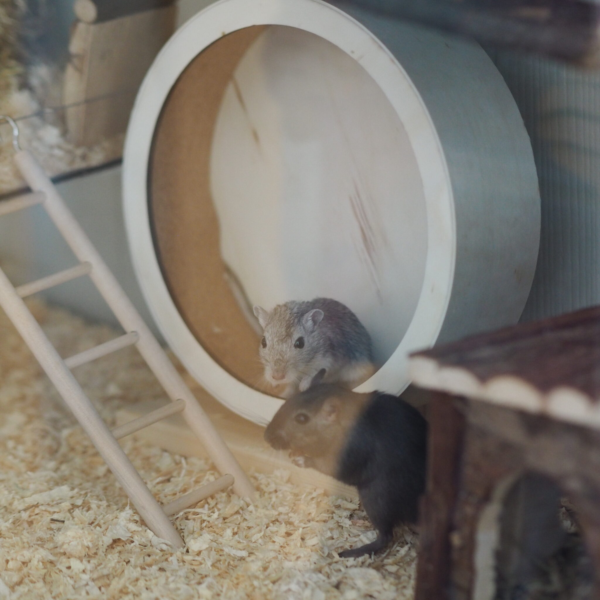 Pimp My Rodent – The Home That Made Me